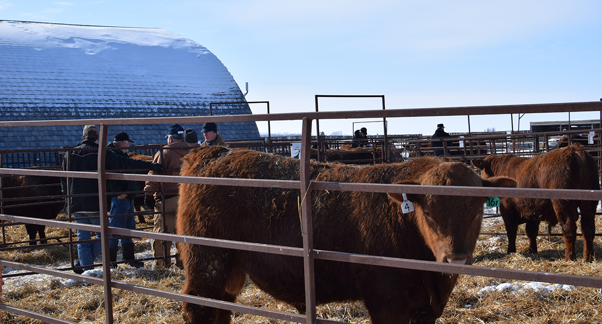 Taking the Bull Out of Rural Internet